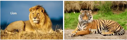 Tiger vs Lion: Comparing Two Majestic Big Cats